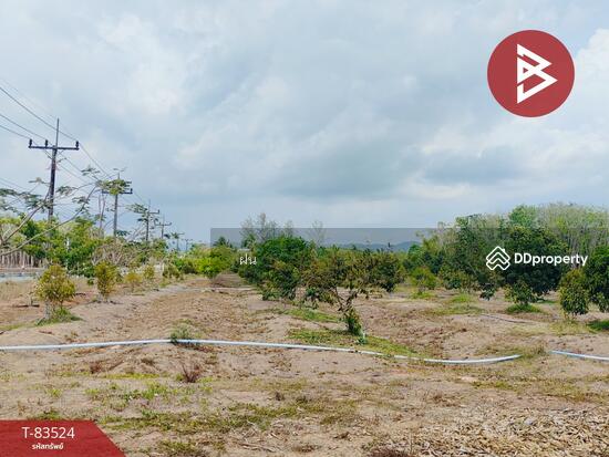 ที่ดินปะเหลียน ตรัง, Trang, Tha Kham, Palian, Trang, , , Land For Sale, by ฝน, 11348347