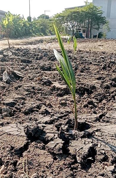 Land in Lat Krabang, Soi Phut Charoon (Soi Godang), Bangkok, พัฒนาชนบท ...