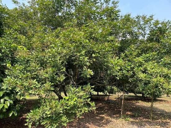 Land for sale in Klaeng with orchards of durian, mangosteen, and longan ...