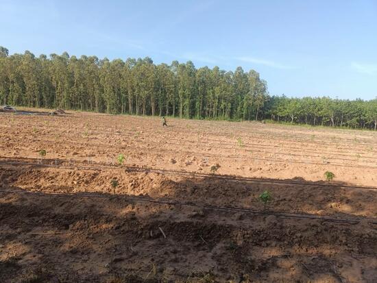 ขายที่ดินคู้ยายหมี 10 ไร่ ใกล้ถนนฉช.3003 -1.4กม. ใกล้ตลาดสนามชัยเขต-4 กม. อ.สนามชัยเขต ...