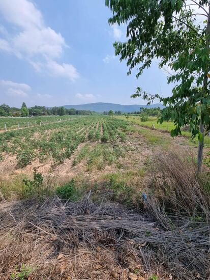 Land for sale, Ban Na View Khao, 6 rai, on Road 2038, near Suwannason Road 33-5 km., Kabin Buri ...