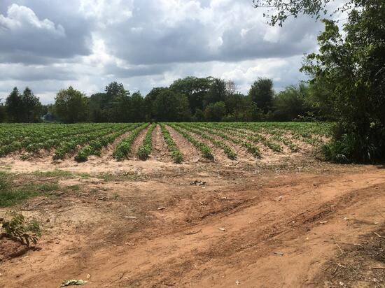 ที่ดินน้ำพอง ขอนแก่น, Khon Kaen, Pang Tui, Nam Phong, Khon Kaen ...