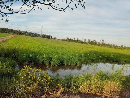 For sale, 15 rai of rice fields in Nong Yao, cheap price, near road ...