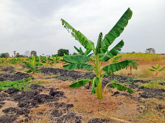 ที่ดินประโคนชัย บุรีรัมย์, Buri Ram, Chorakhe Mak, Prakhon Chai, Buri ...