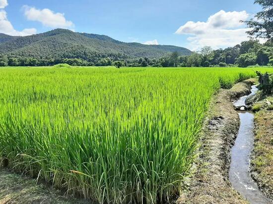 ที่ดินดอยสะเก็ด เชียงใหม่, Chiang Mai, Mae Pong, Doi Saket, Chiang Mai ...