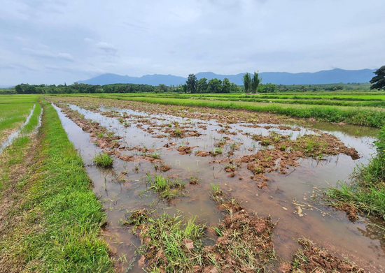 ที่ดินท่าจำปี พะเยา, Phayao, Tha Cham Pi, Muang Phayao, Phayao, , 4,578 ...